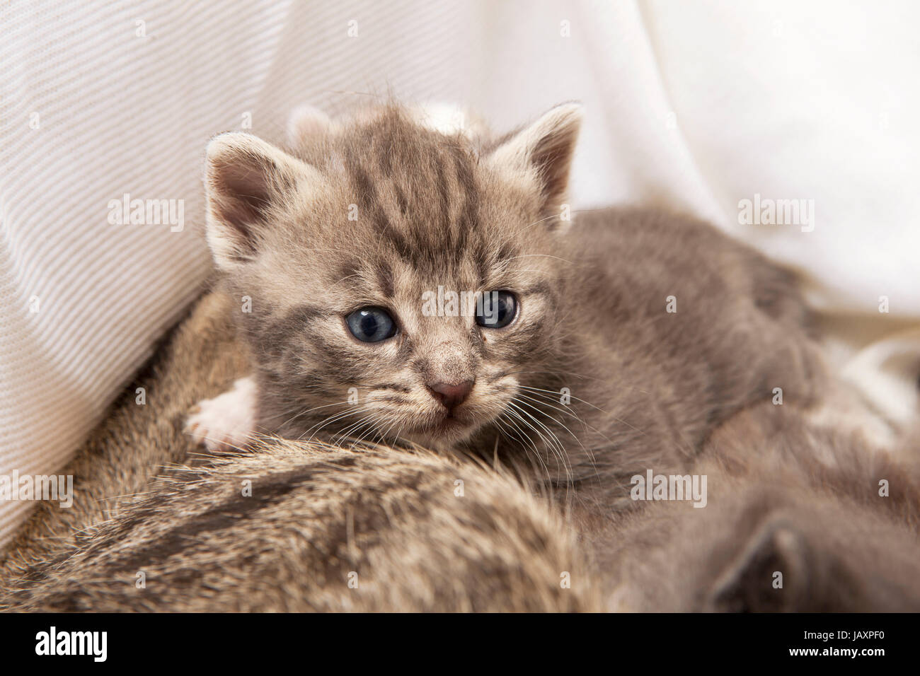 A heap of cat is cuddly babies on their mother Stock Photo - Alamy