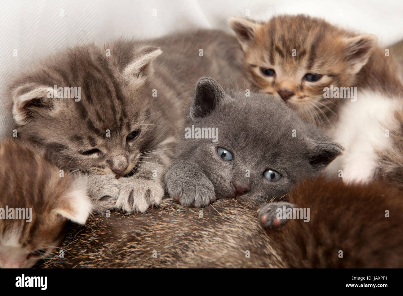 A heap of cat is cuddly babies on their mother Stock Photo - Alamy