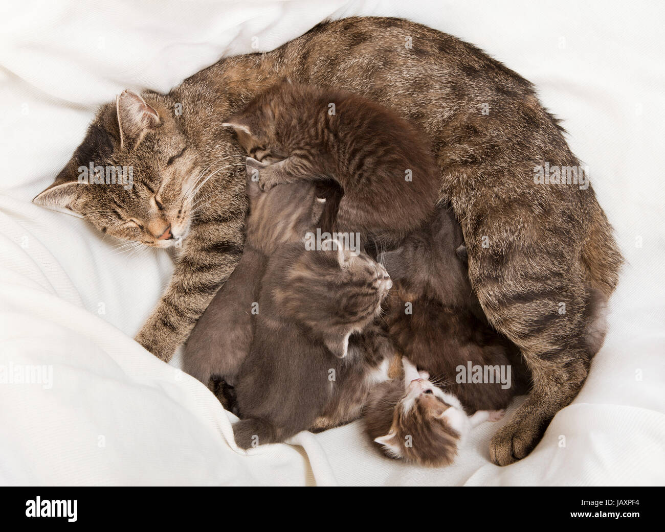 cats babies drink at her mother, a heap of cat is cuddly babies on ...