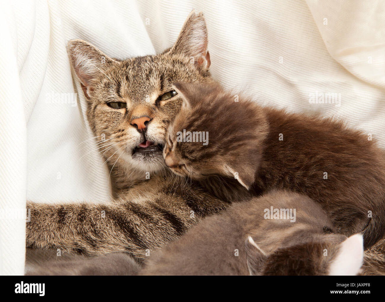 A heap of cat is cuddly babies on their mother Stock Photo - Alamy