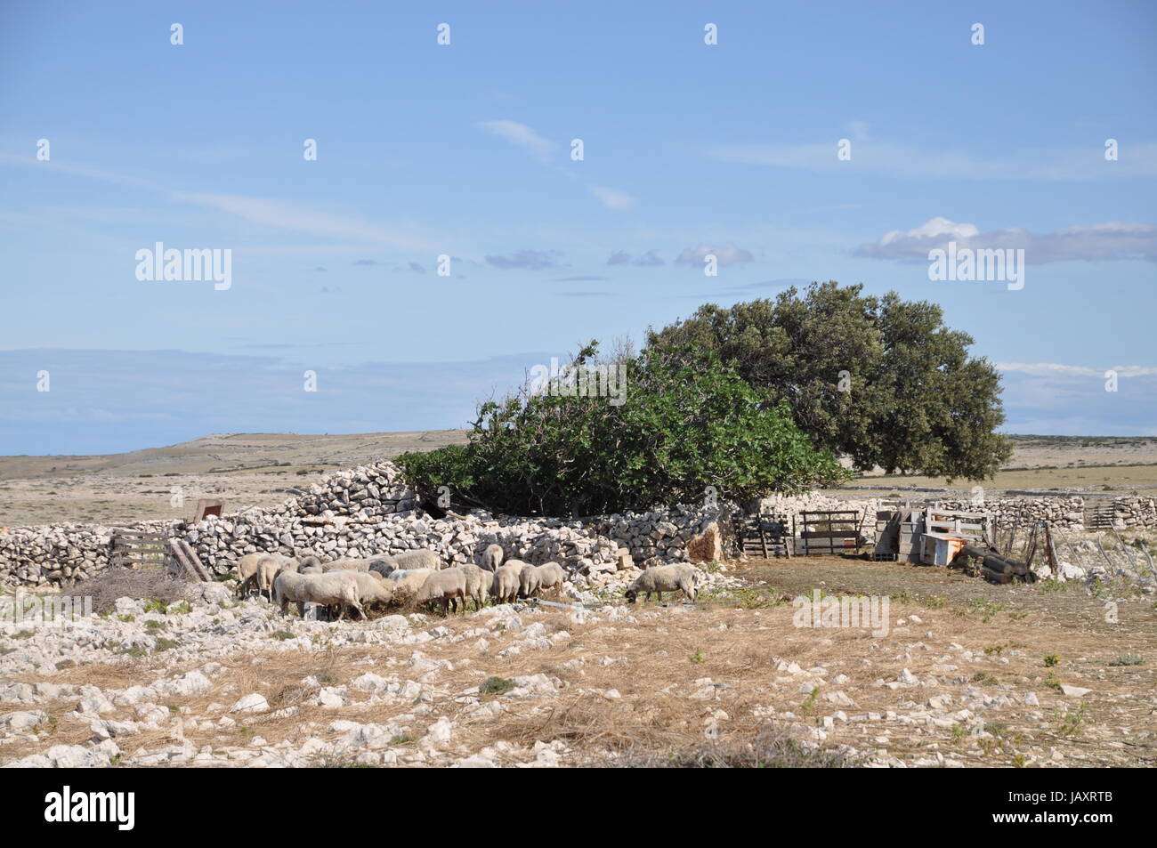 Pag Island Sheep High Resolution Stock Photography and Images - Alamy