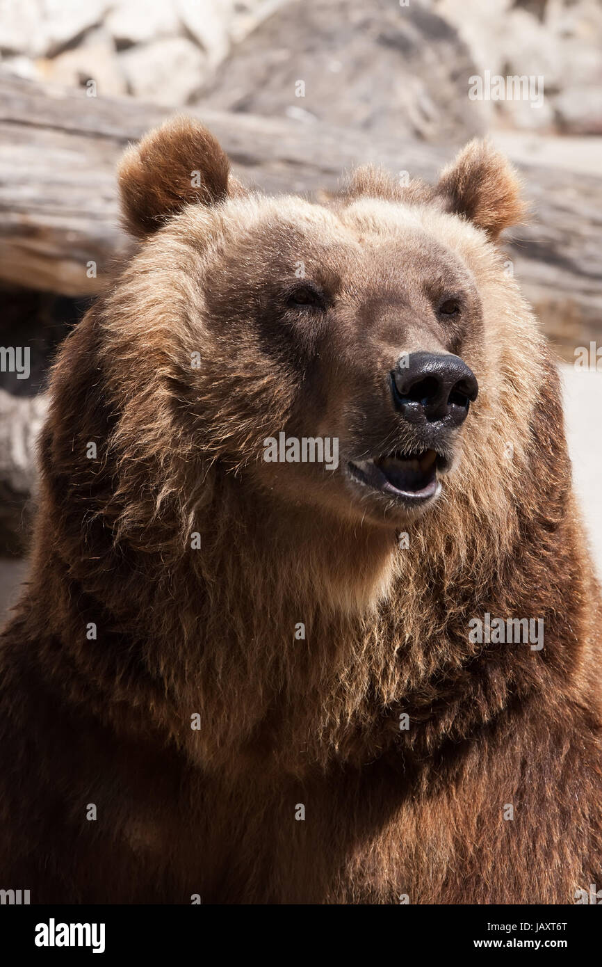Beautiful photo of big and strong brown Bear in zoo Stock Photo - Alamy