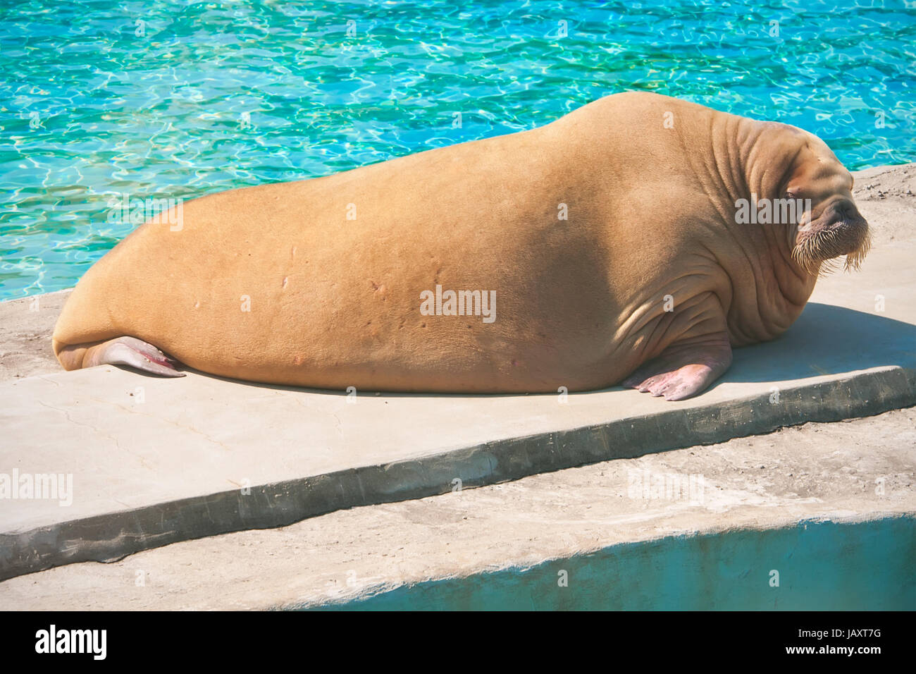 Fat and heavy sea mammal Walrus in zoo Stock Photo - Alamy