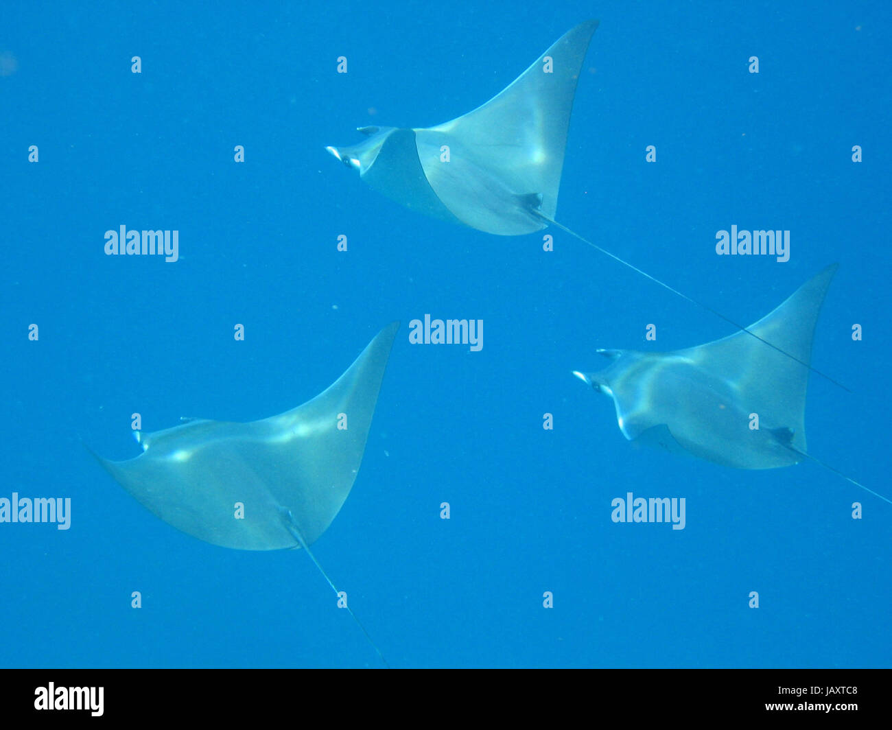 manta birostris teufelsrochen Stock Photo - Alamy