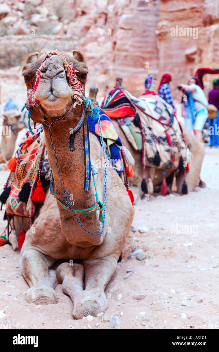 Saddle rugs hi-res stock photography and images - Alamy