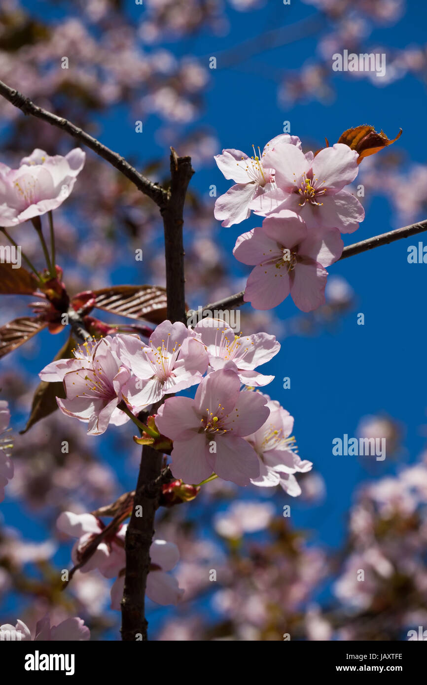 Beautiful pink flowers of Cherry blossom or Japanese Sakura in spring ...