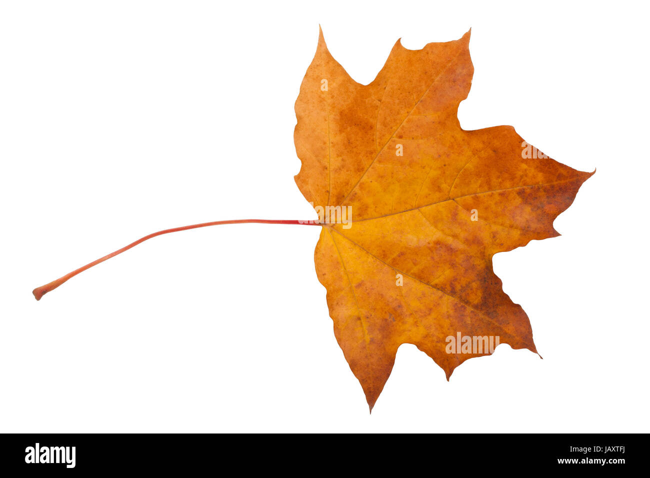 Beautiful maple leaf isolated on white background Stock Photo - Alamy
