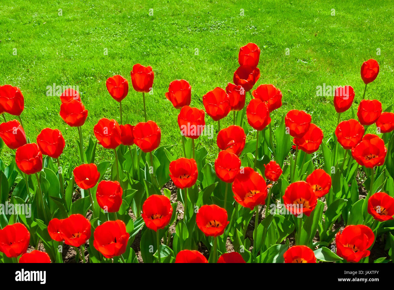 Beautiful colourful tulip flowers background in spring Stock Photo - Alamy