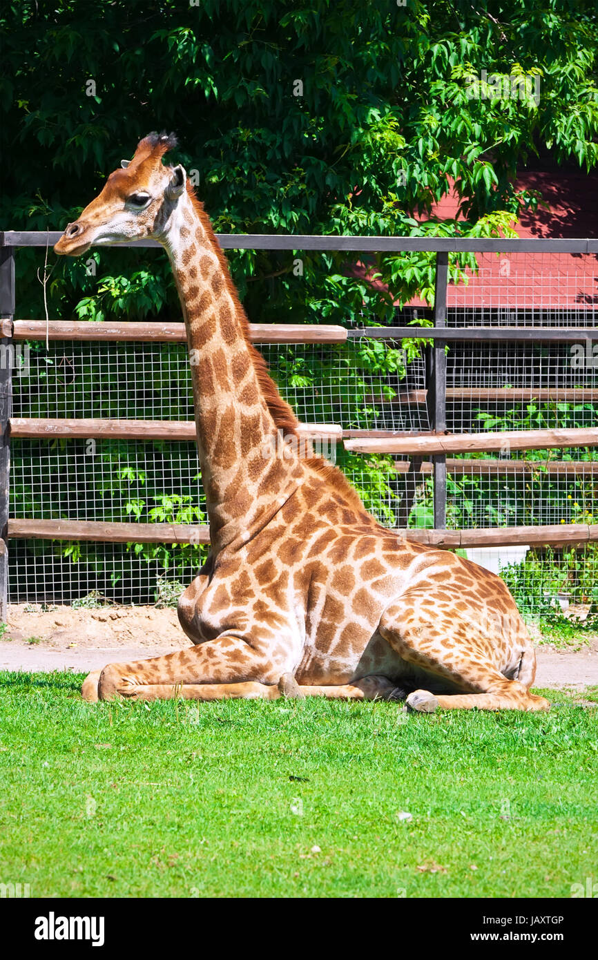 Portrait of big African giraffe in zoo Stock Photo - Alamy