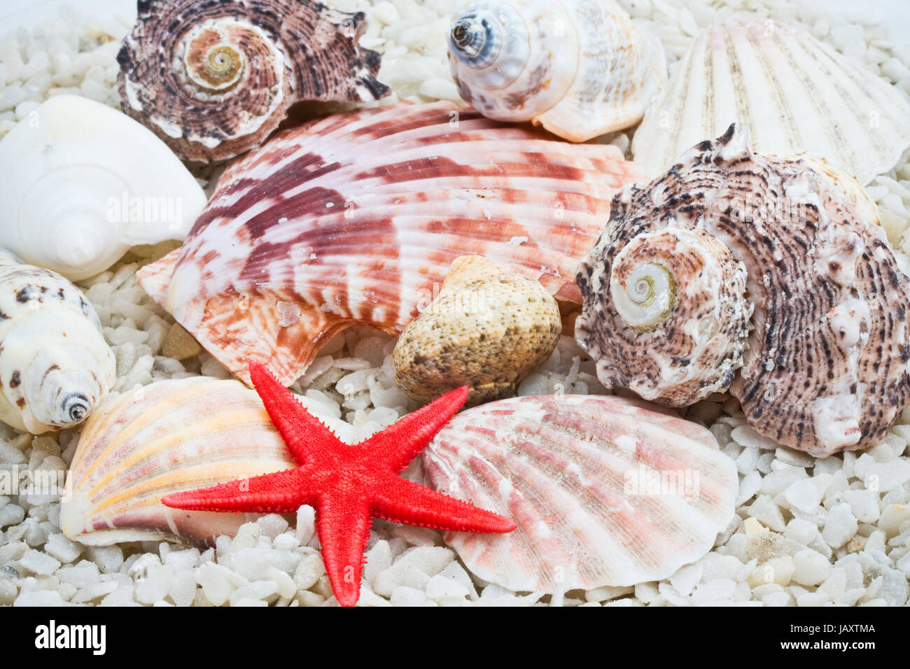 Background made from tropical seashells on sandy beach Stock Photo - Alamy