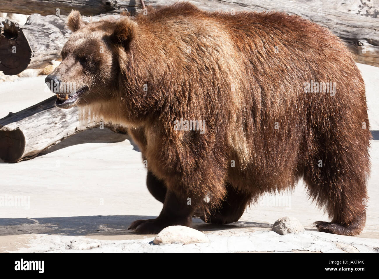 Beautiful photo of big and strong brown Bear in zoo Stock Photo - Alamy