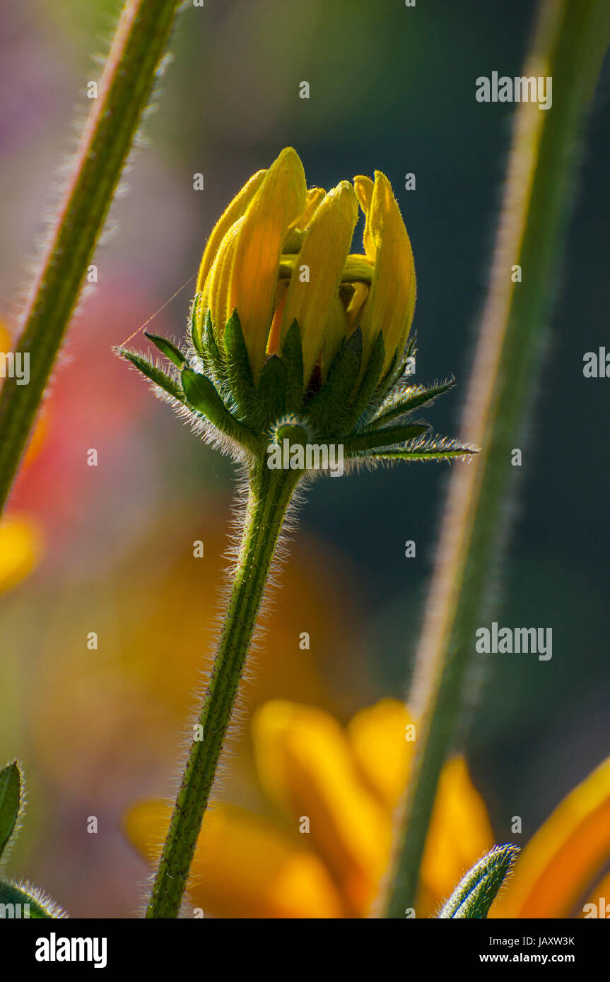 Yellow flower bud Stock Photo - Alamy