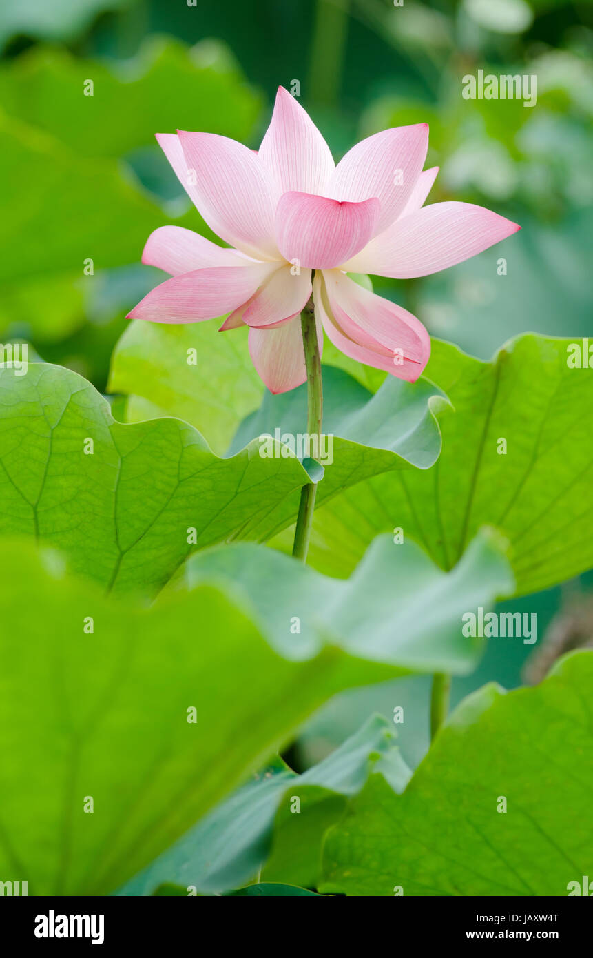 Lotus flower in the farm at daytime in Taiwan, Asia Stock Photo - Alamy