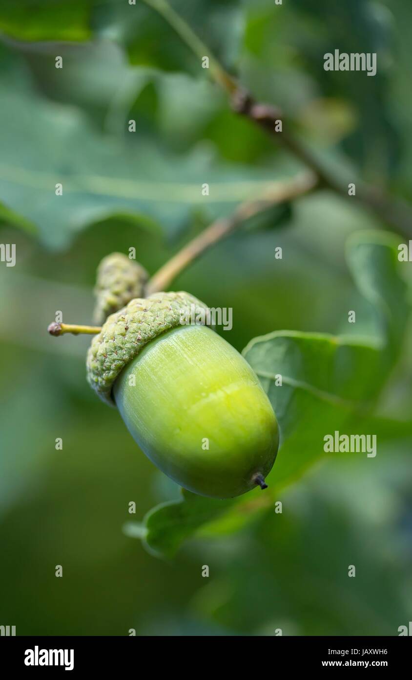 acorn on the tree / acorn on a tree Stock Photo - Alamy