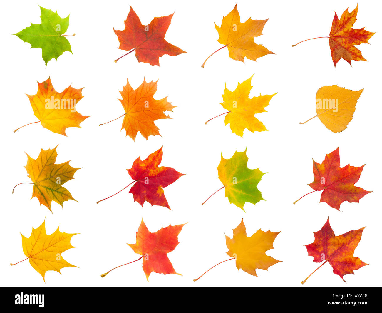 Collection of beautiful maple leaves isolated on white background Stock ...