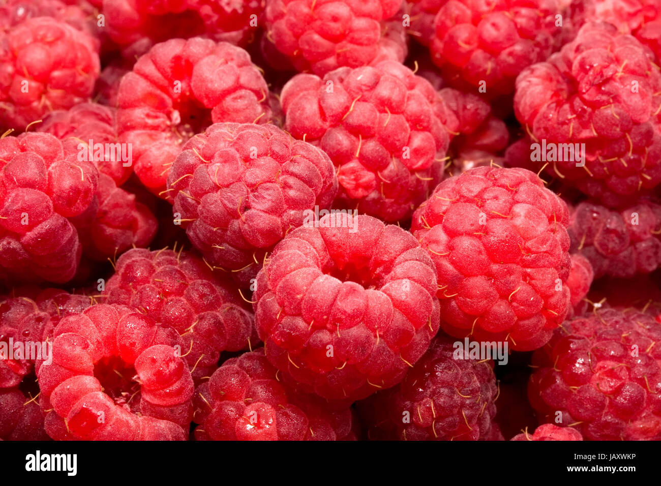 Many fresh red raspberries making beautiful background Stock Photo - Alamy