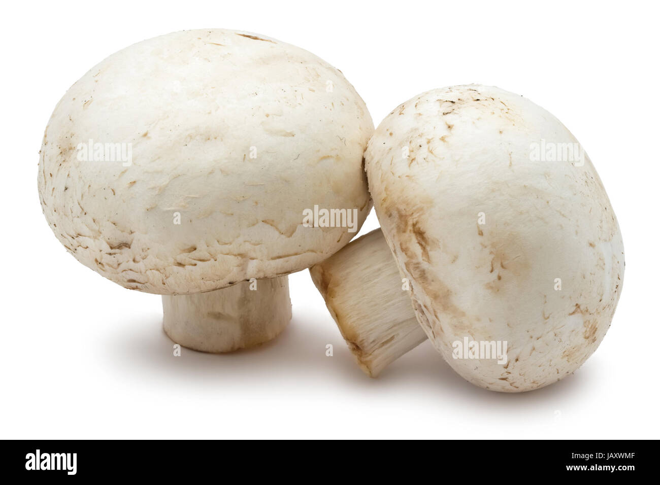 Fresh champignon mushrooms isolated on white background Stock Photo - Alamy