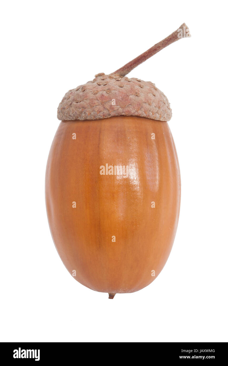 Beautiful macro photo of acorn, isolated on white background Stock ...