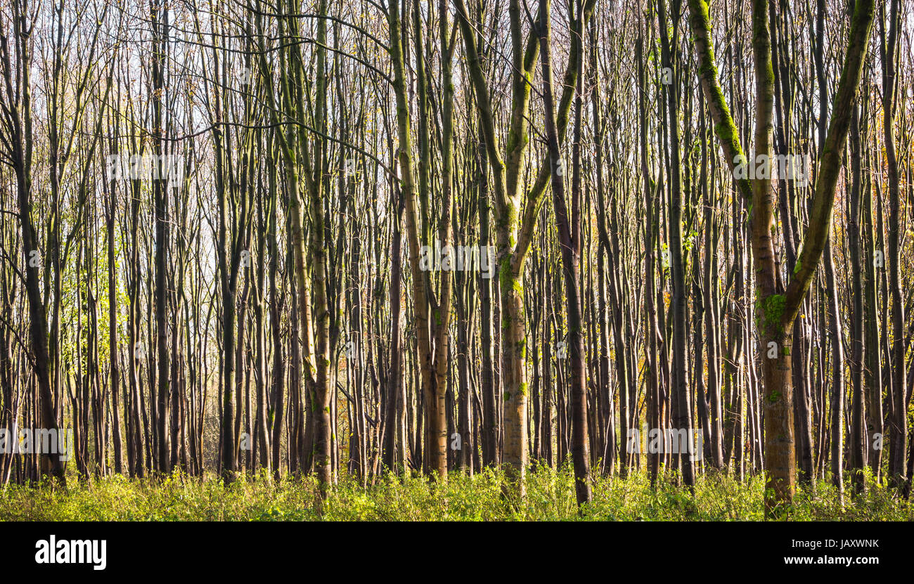 Pattern of young trees standing close together in a forest the ...