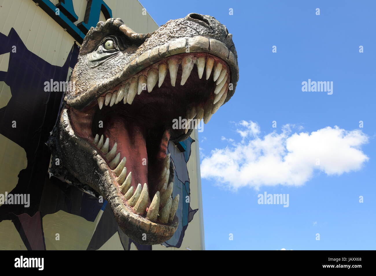 Dinosaur tooth hi-res stock photography and images - Alamy