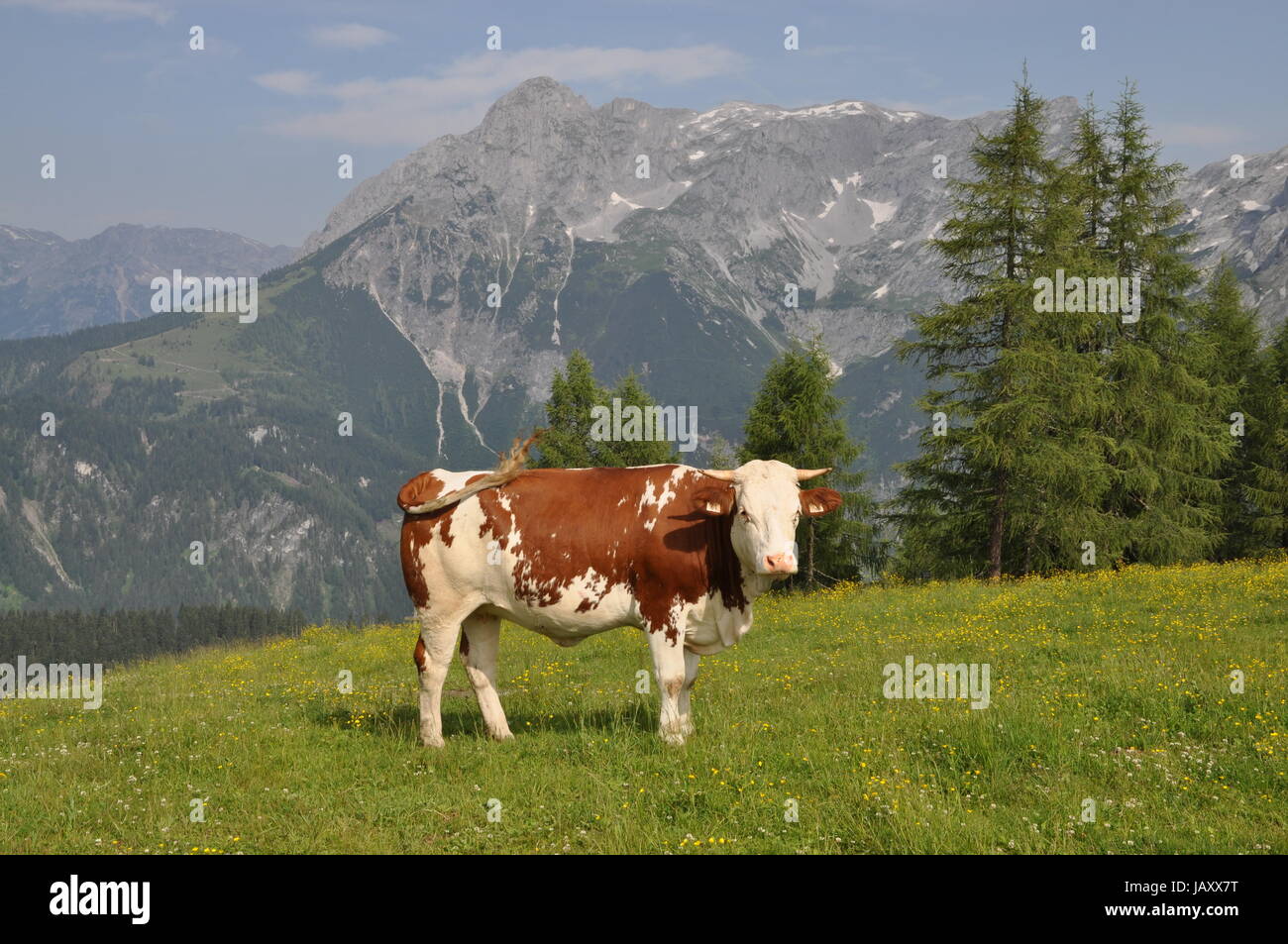 kuh, tennengebirge,werfenweng, alm, weide, landwirtschaft, alpen ... kuh, tennengebirge,werfenweng, alm, weide, landwirtschaft, alpen ...