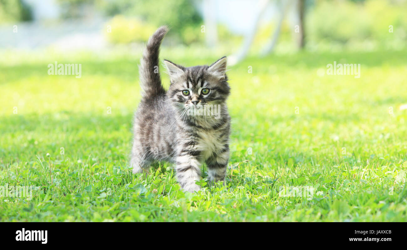Cute little cat playing on the grass Stock Photo - Alamy
