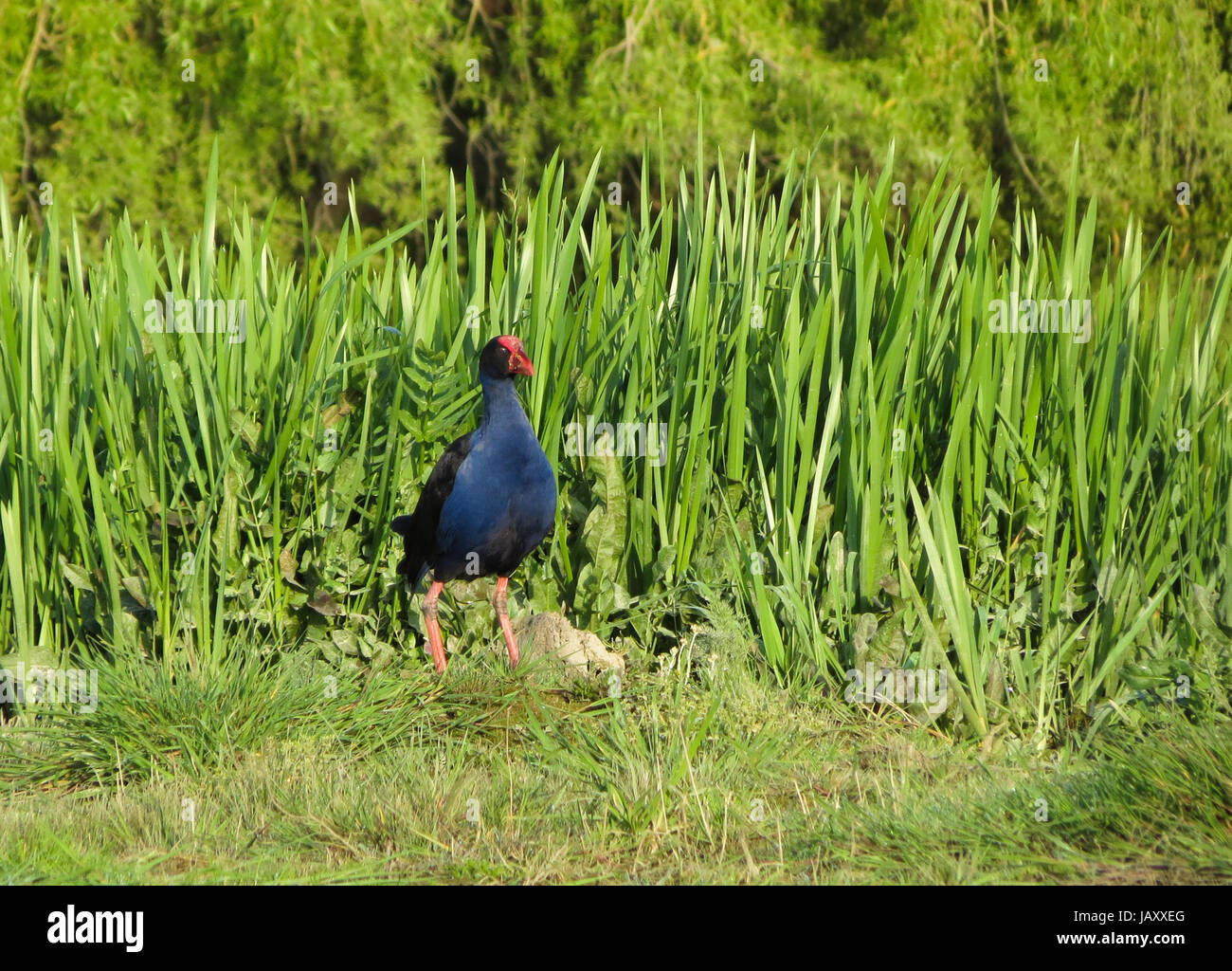 The word "pukeko" is of maori origin, but in other parts of the world ...