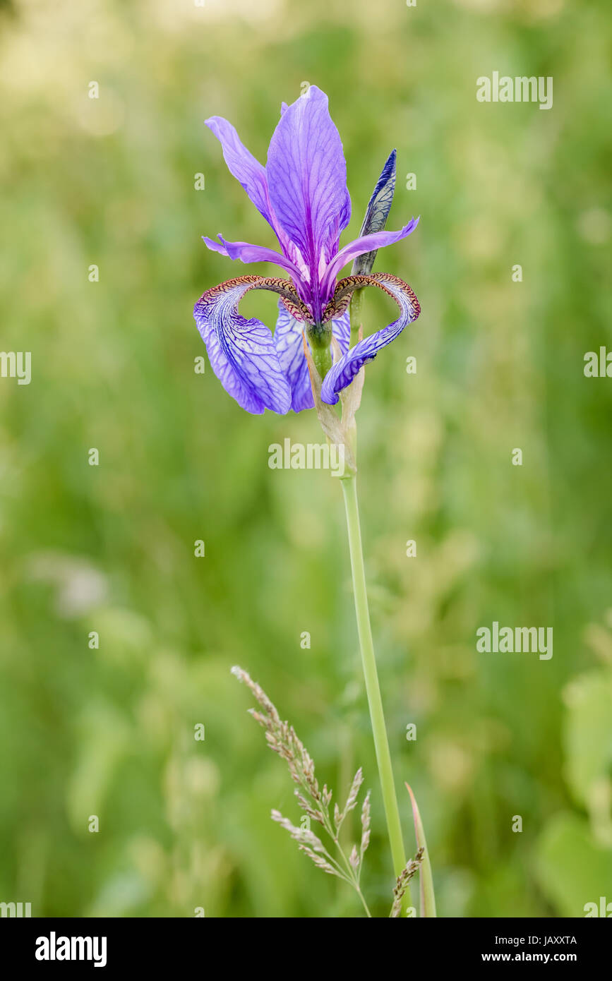 Iris sibirica, commonly known as Siberian iris or Siberian flag ...