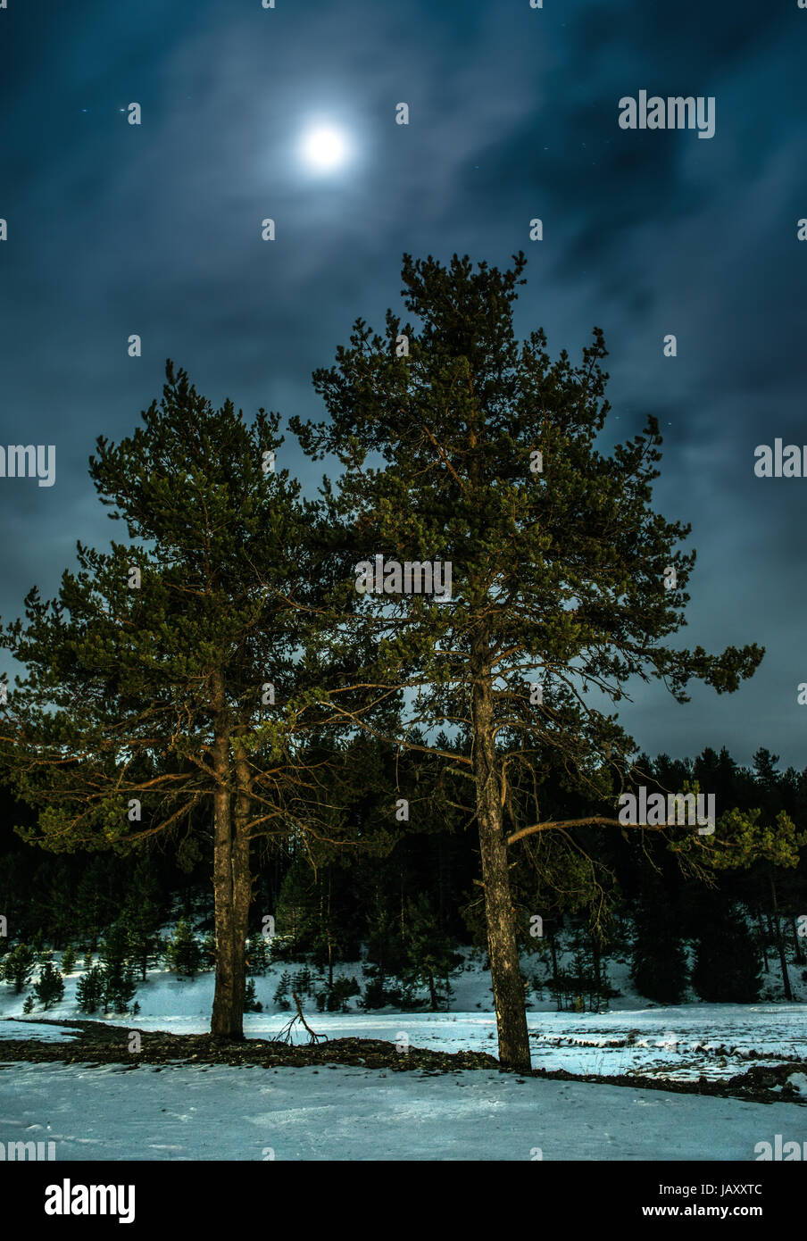Sunset silhouette pine trees moon hi-res stock photography and images ...