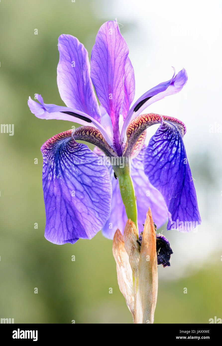 Iris sibirica, commonly known as Siberian iris or Siberian flag ...
