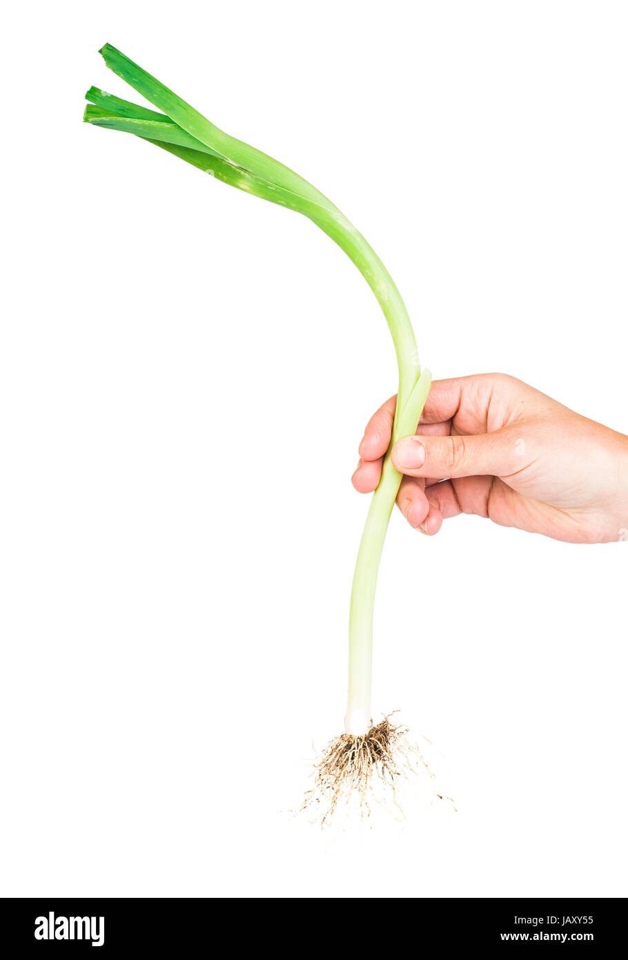 Small leek white isolated studio shot Stock Photo - Alamy