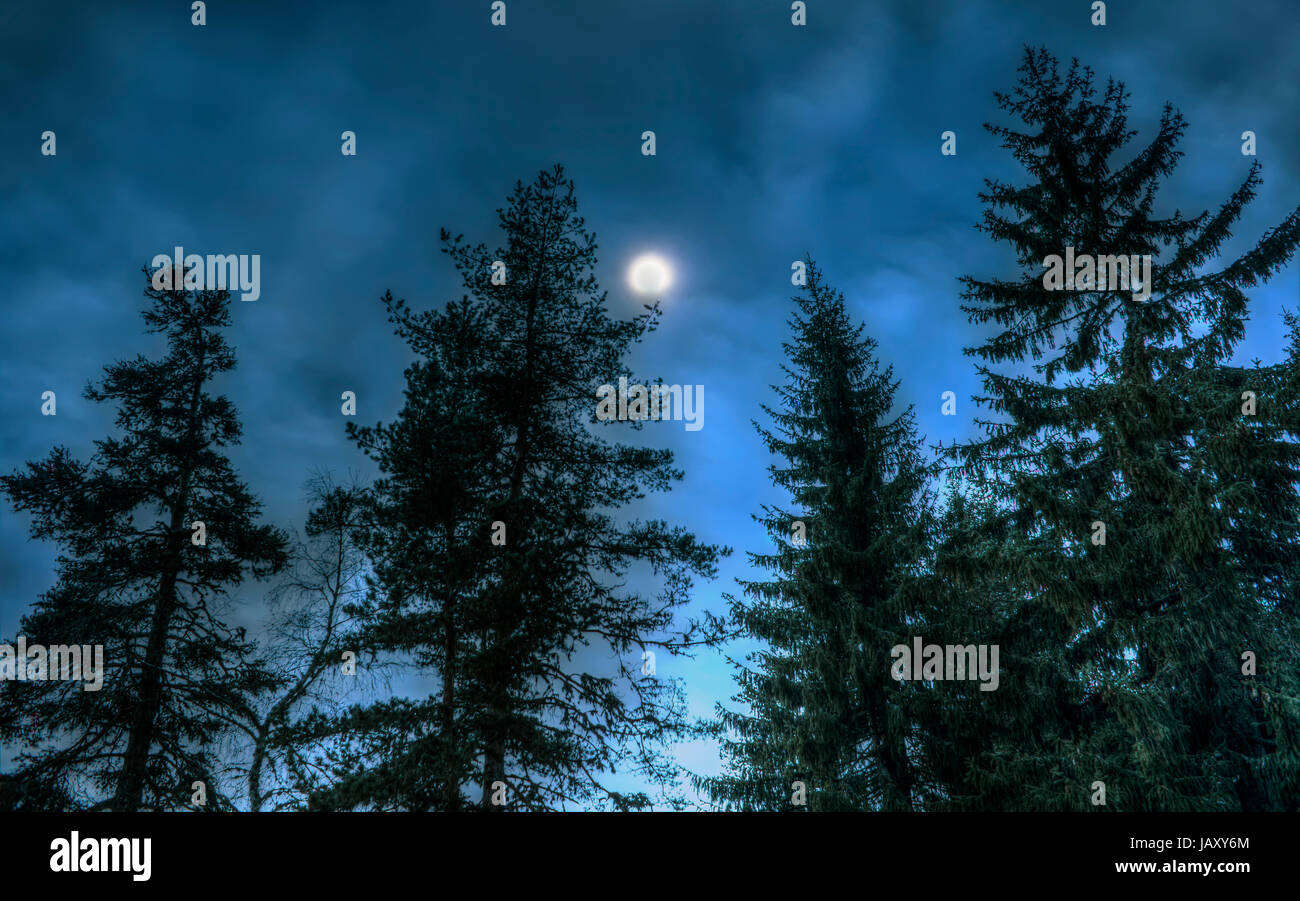 Pines at night in the woods Stock Photo - Alamy