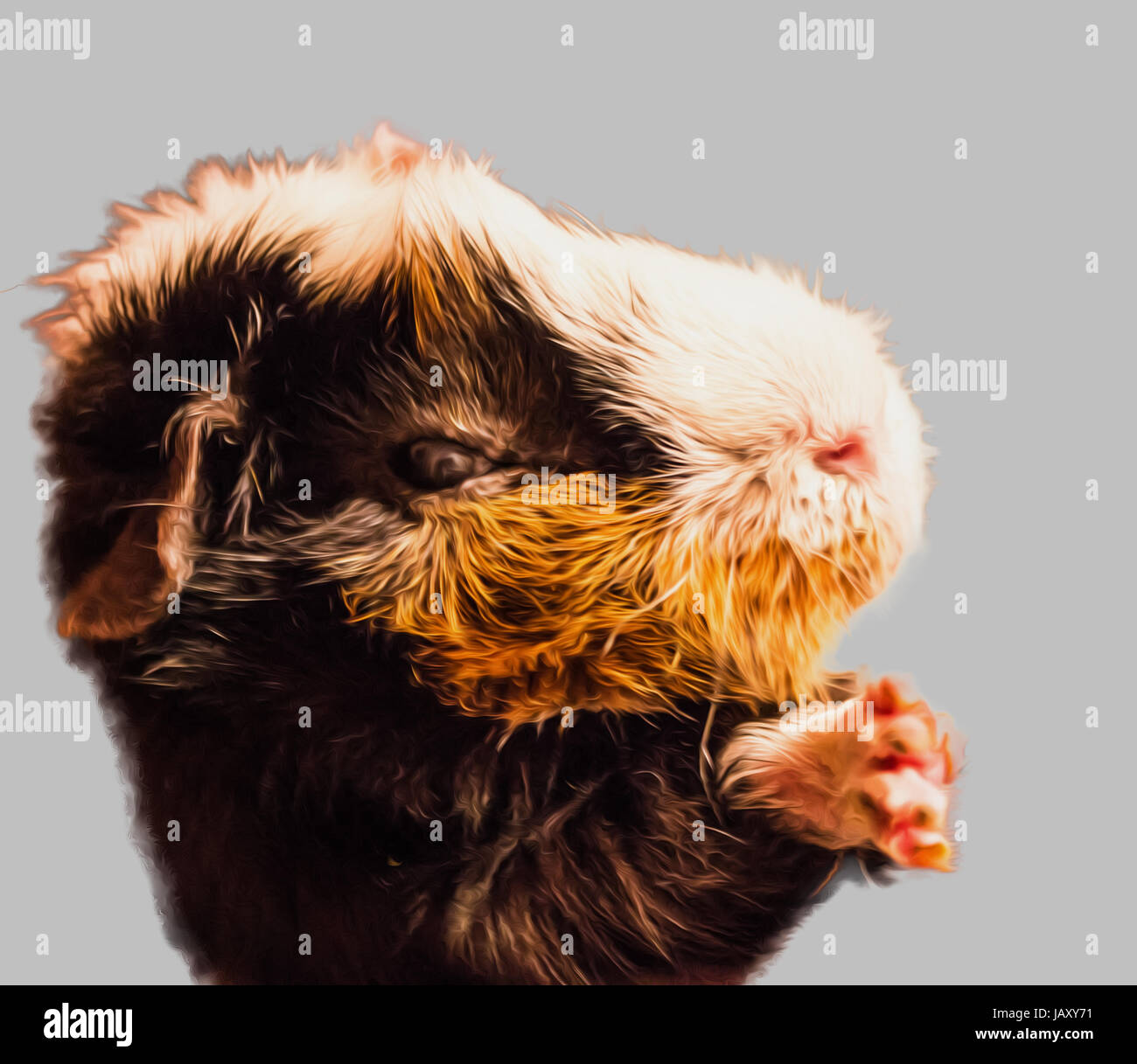 Guinea pig cuddle hi-res stock photography and images - Alamy
