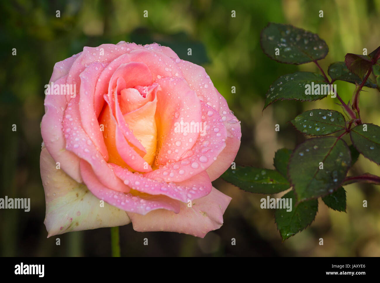 Bright and wonderful pink color in this wet rose flower Stock Photo - Alamy