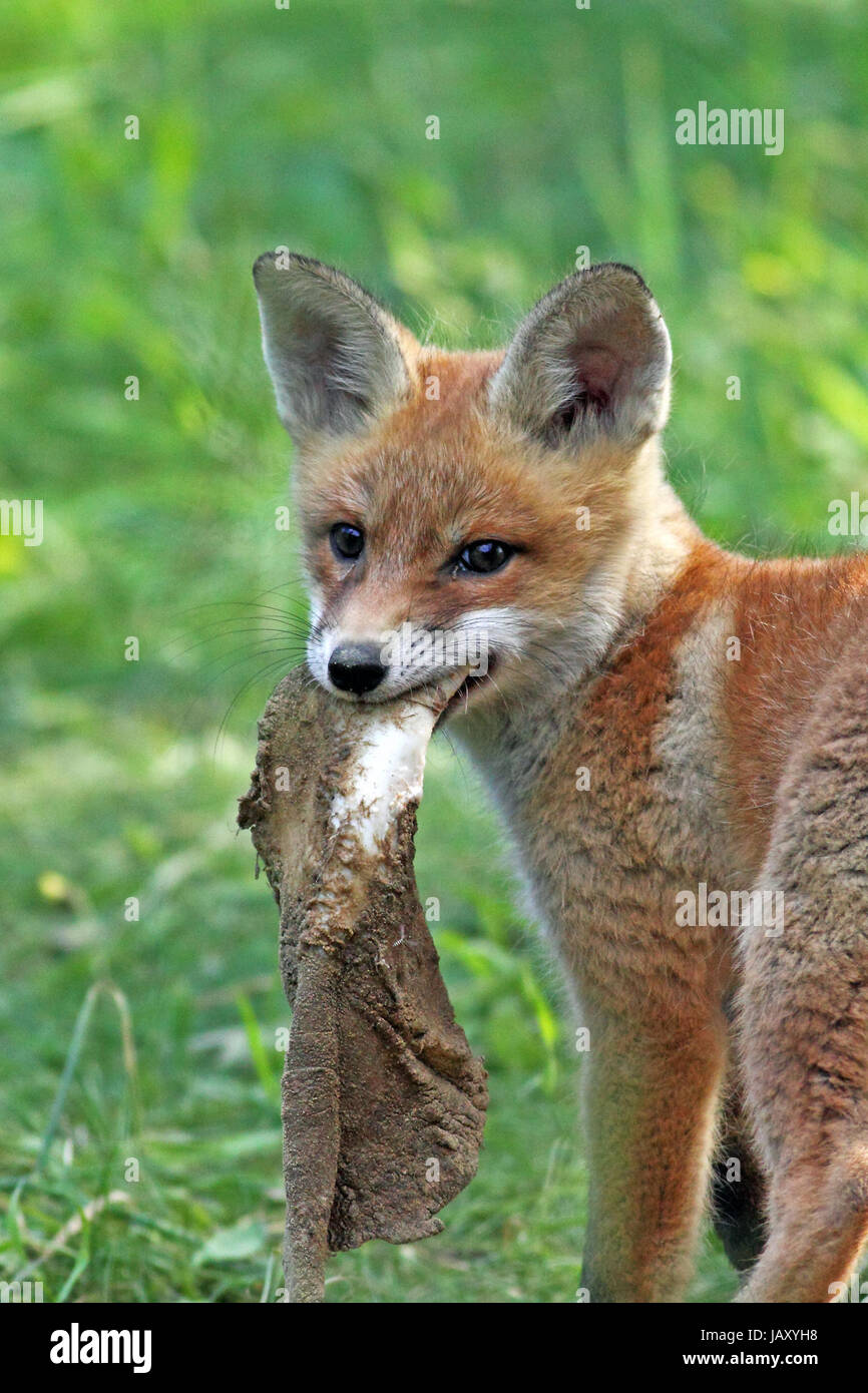 fox in the wild,in the clearing Stock Photo - Alamy