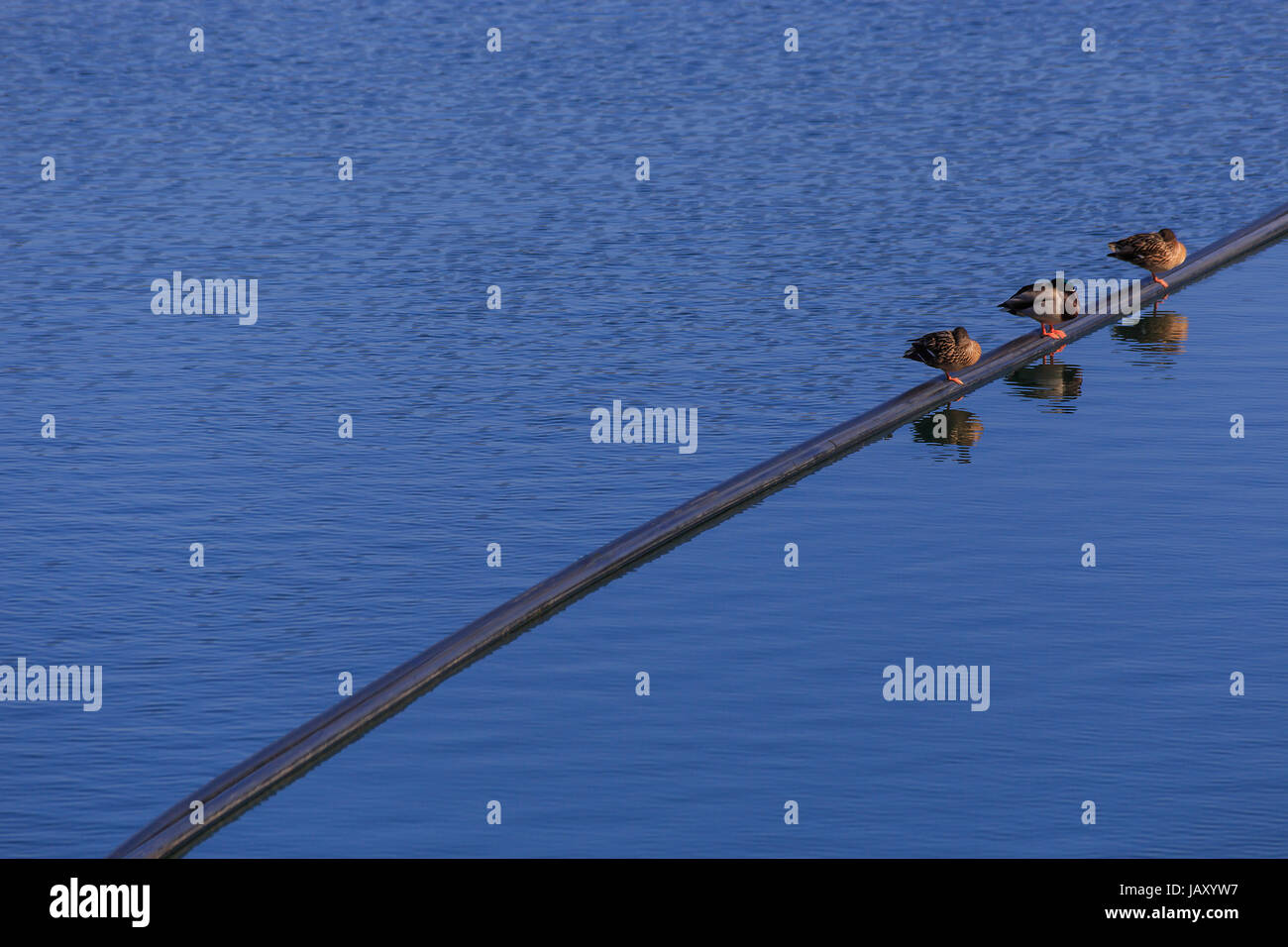 Ente im meer hi-res stock photography and images - Alamy