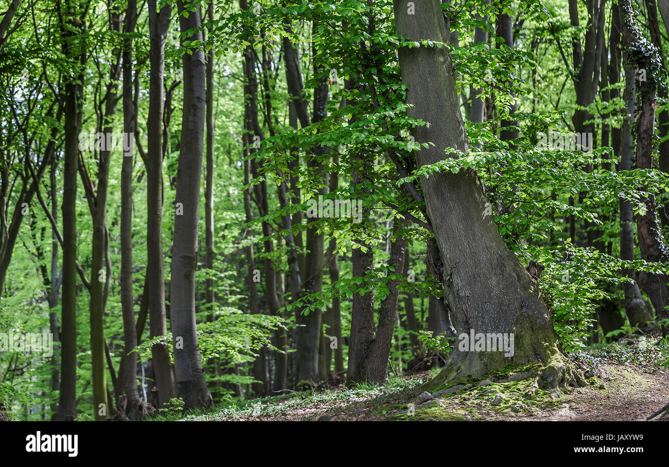 Der große Baum im Wald Stock Photo - Alamy