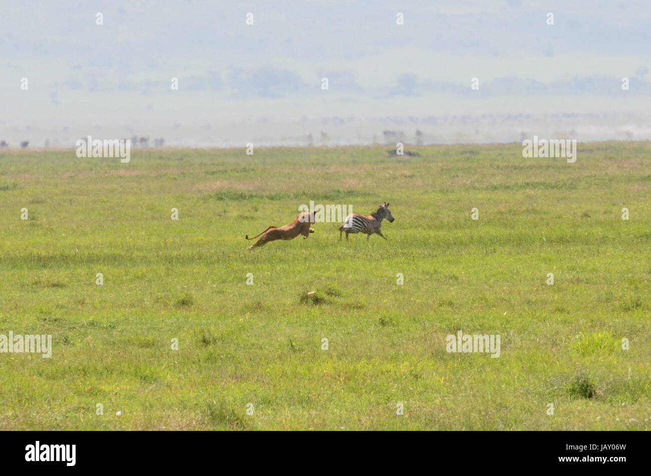 Lion zebra chase hi-res stock photography and images - Alamy