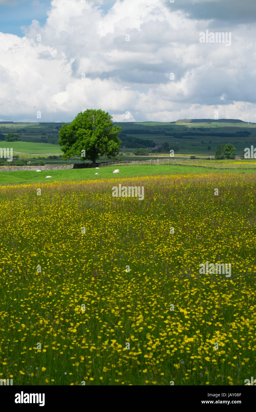 English summer wildflowers hi-res stock photography and images - Alamy