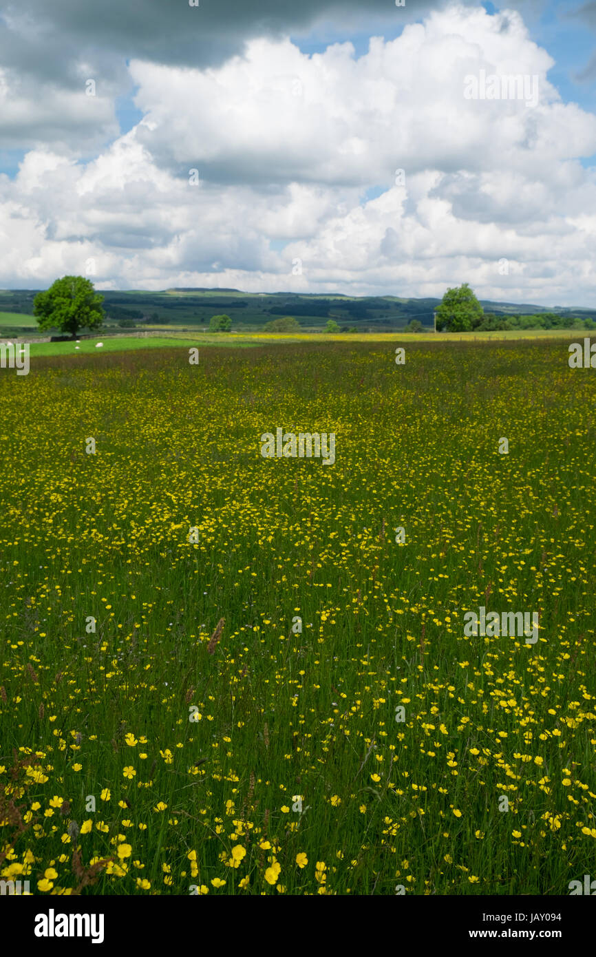 Yorkshire english wildlife hi-res stock photography and images - Alamy