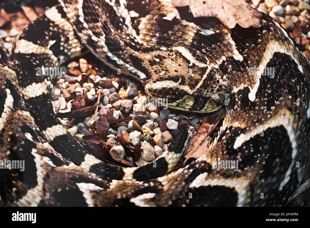 Beautiful close up photo of snake Gaboon viper Stock Photo - Alamy