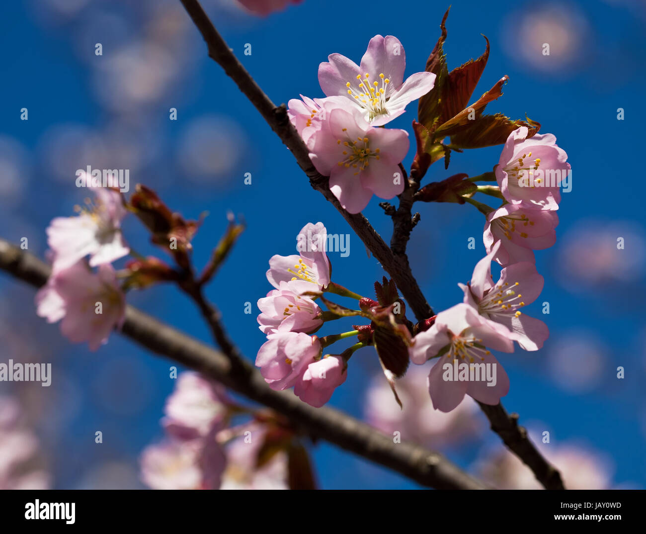 Beautiful pink flowers of Cherry blossom or Japanese Sakura in spring ...