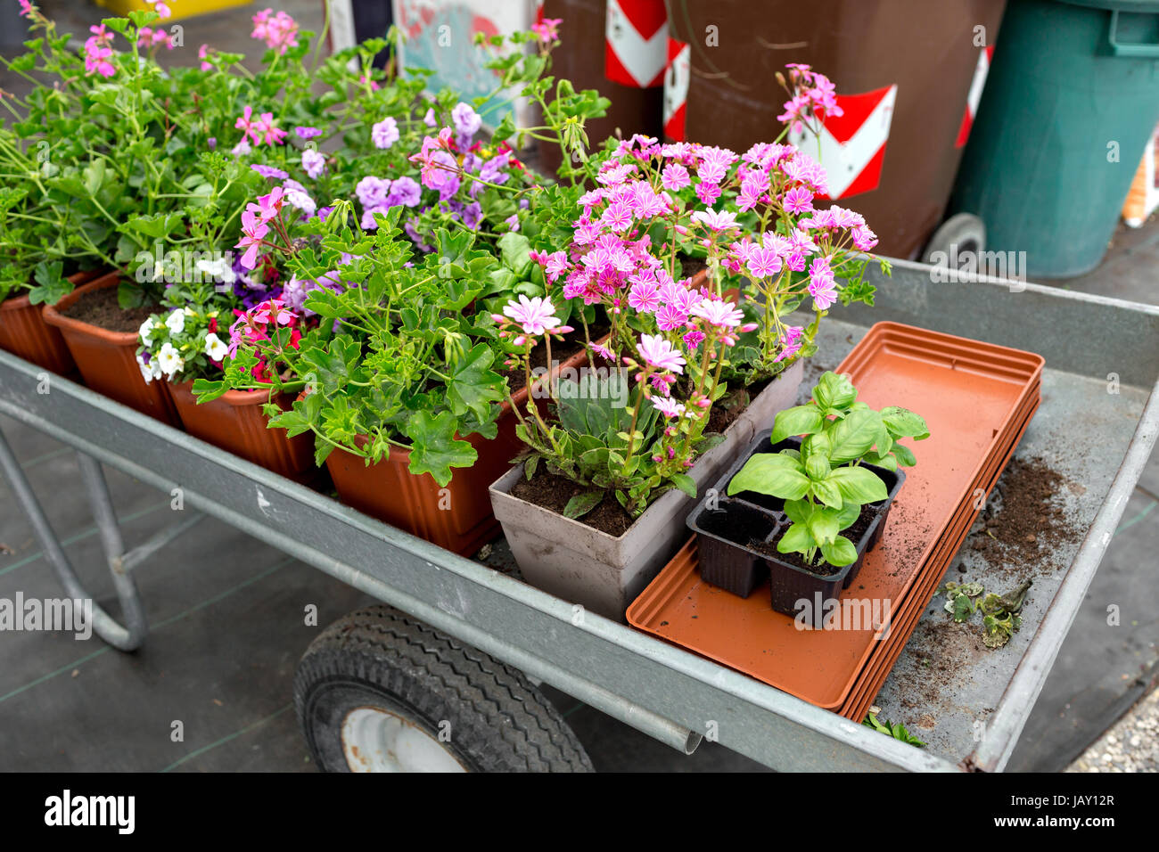 Cart full of flowers in a garden shop or Park. potted plants for ...