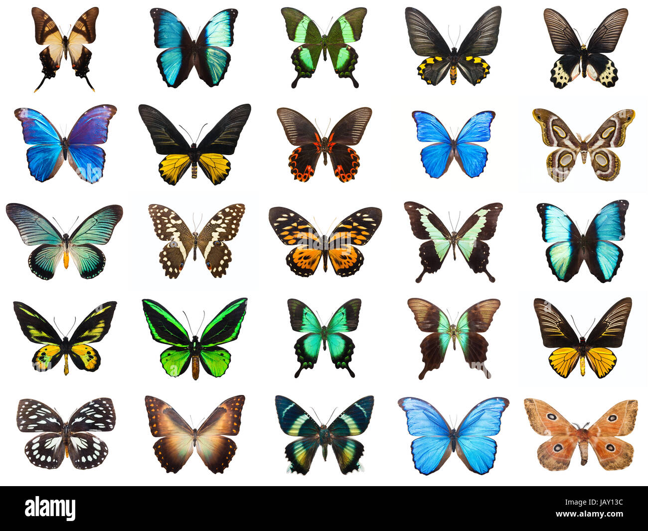 Collection of beautiful tropical butterflies isolated on white ...