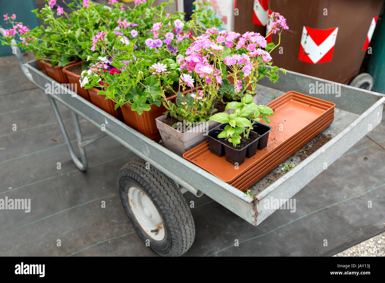 Cart full of flowers in a garden shop or Park. potted plants for ...