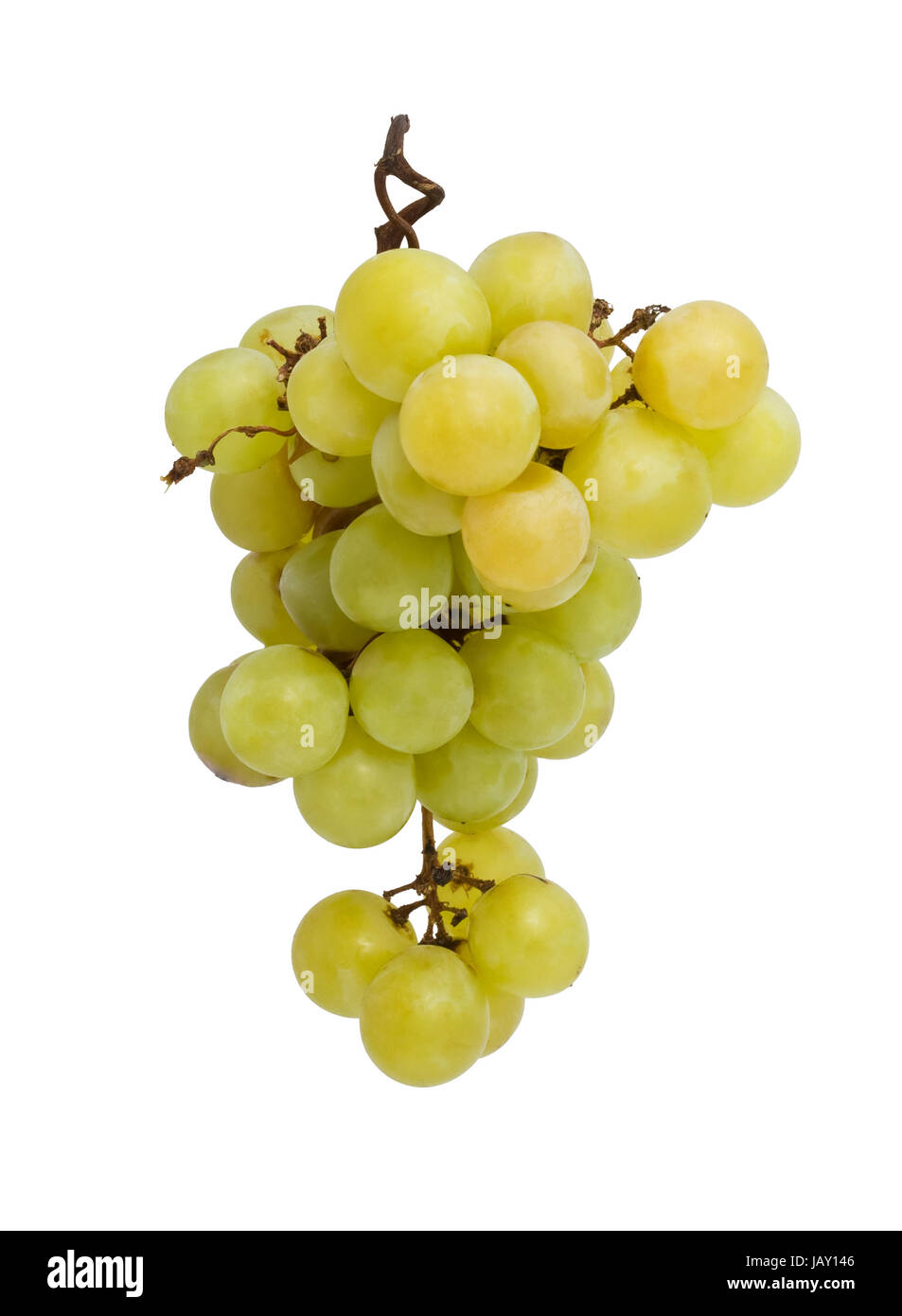Branch of grapes isolated on white background Stock Photo - Alamy