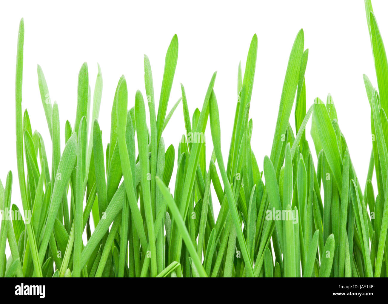 Fresh green grass isolated on white background Stock Photo - Alamy