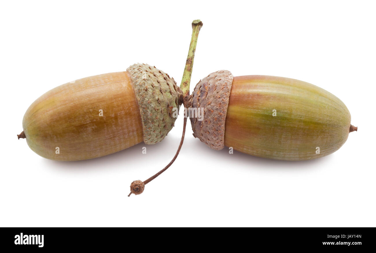 Beautiful macro photo of acorn, isolated on white background Stock ...