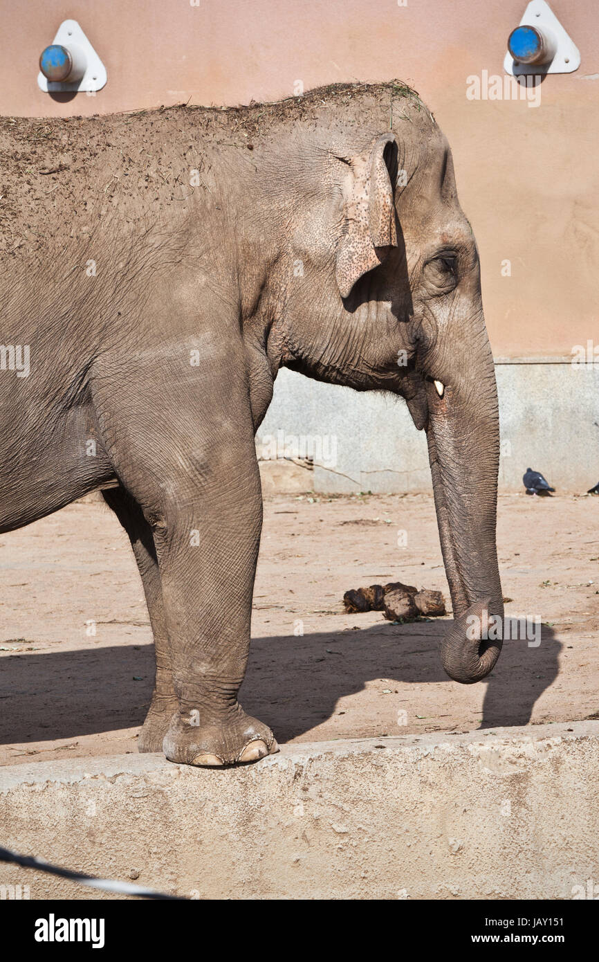 Beautiful photo of huge gray elephant walking in zoo Stock Photo - Alamy
