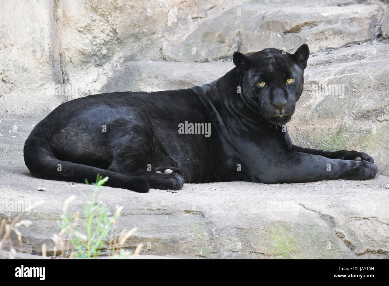 Beautiful photo of graceful black leopard - panther Stock Photo - Alamy